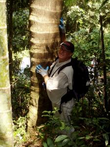 Ravenea krockiana,R. lakatra,R. rivularis and others... - DISCUSSING ...