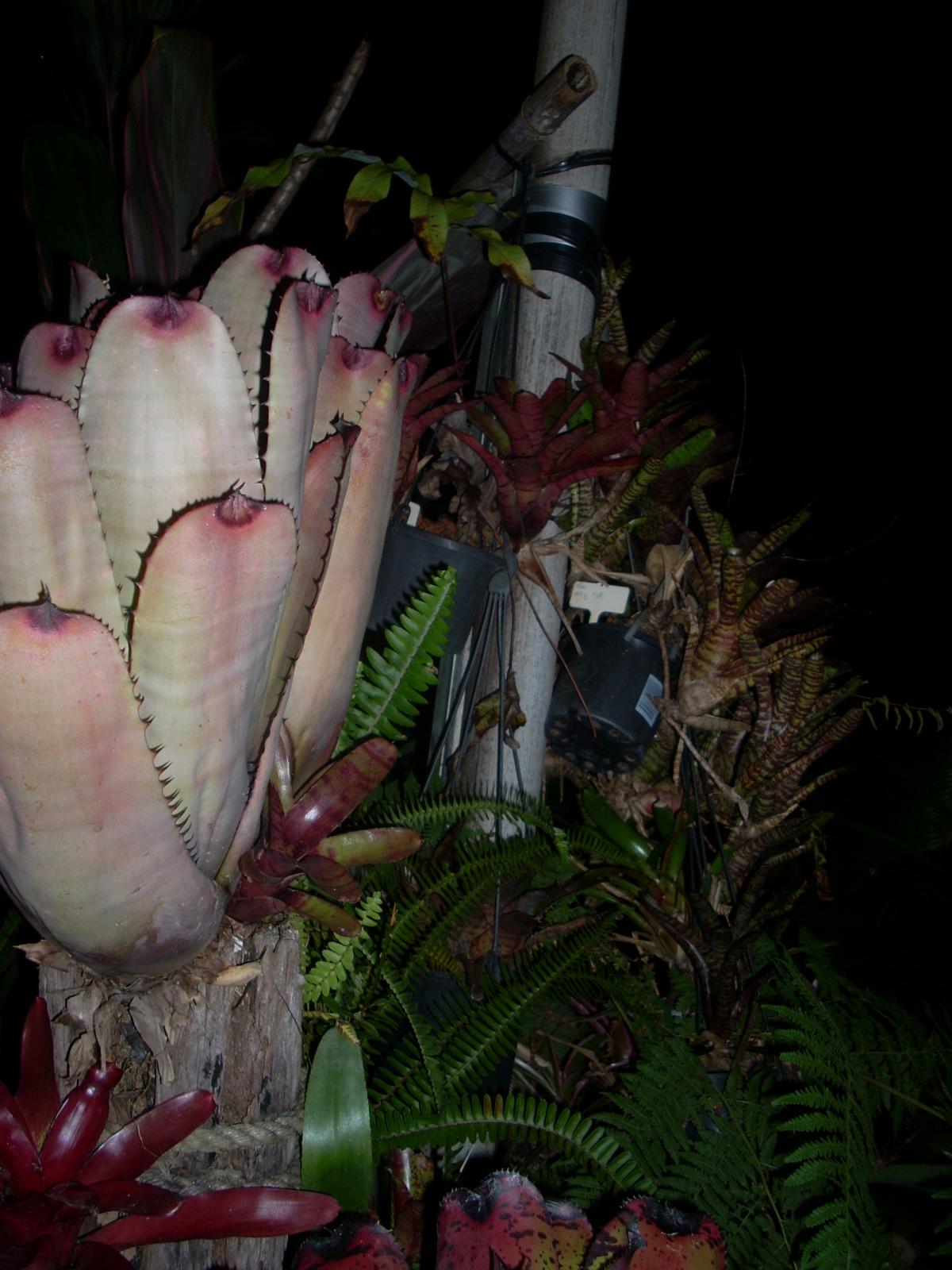 Subtropical Erotic Colors - TROPICAL LOOKING PLANTS - Other Than Palms ...