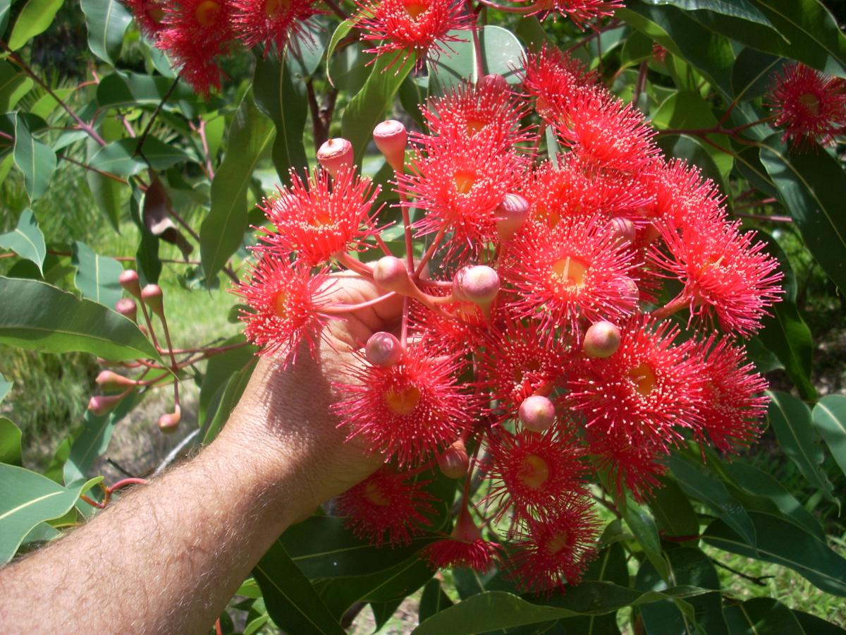 Swamp Bloodwood - TROPICAL LOOKING PLANTS - Other Than Palms - PalmTalk