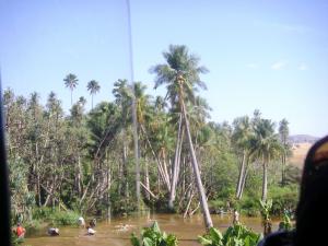 Ravenea krockiana,R. lakatra,R. rivularis and others... - DISCUSSING ...