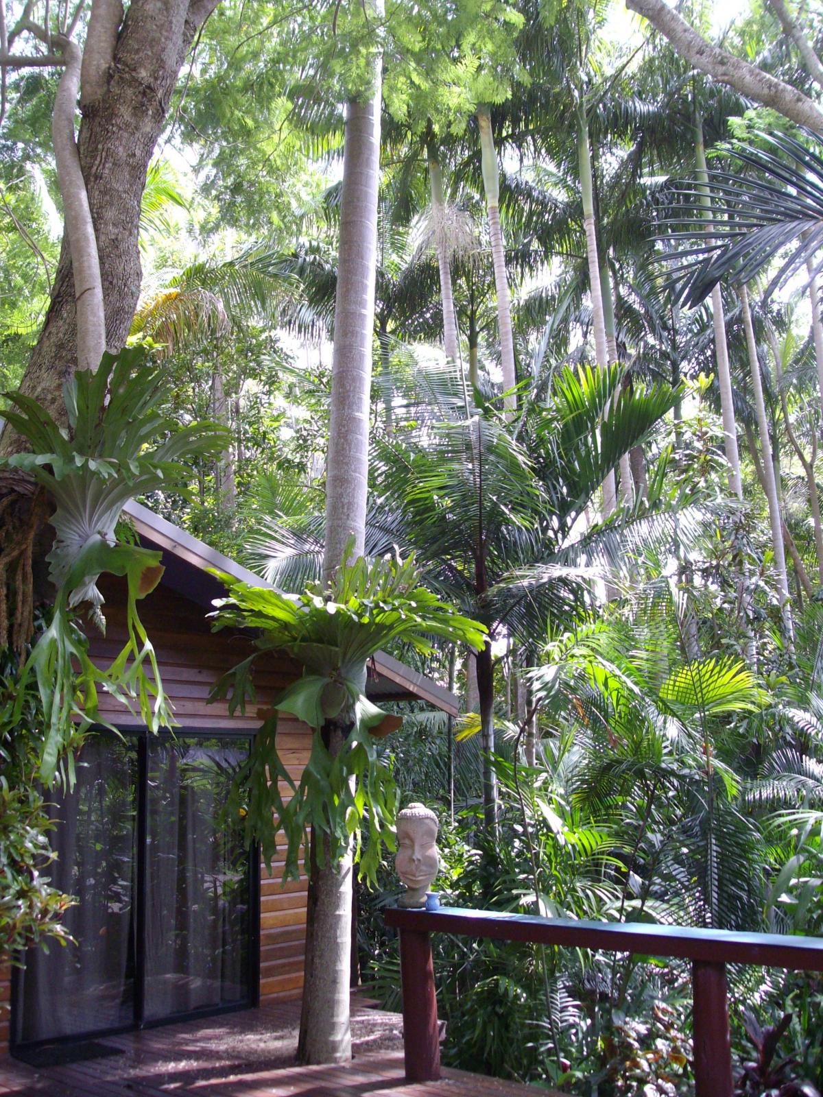 Palm through the deck - DISCUSSING PALM TREES WORLDWIDE - PalmTalk