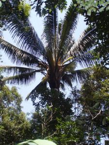 Ravenea krockiana,R. lakatra,R. rivularis and others... - DISCUSSING ...