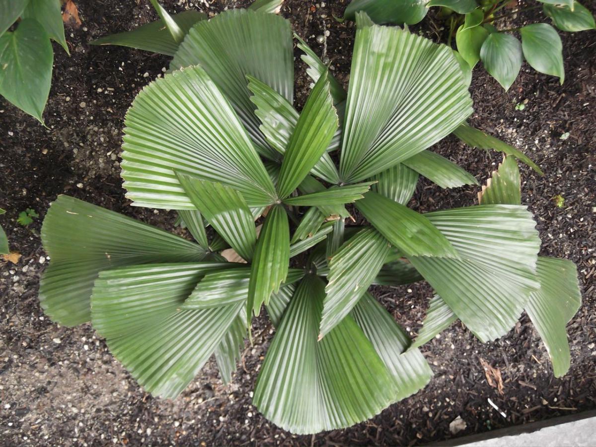 Garden Update - DISCUSSING PALM TREES WORLDWIDE - PalmTalk