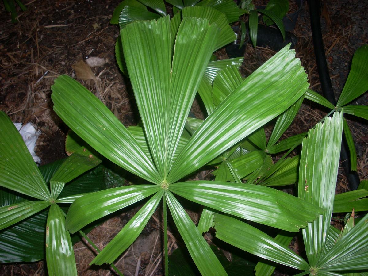 Cordata split leaf ready to plant - DISCUSSING PALM TREES WORLDWIDE ...