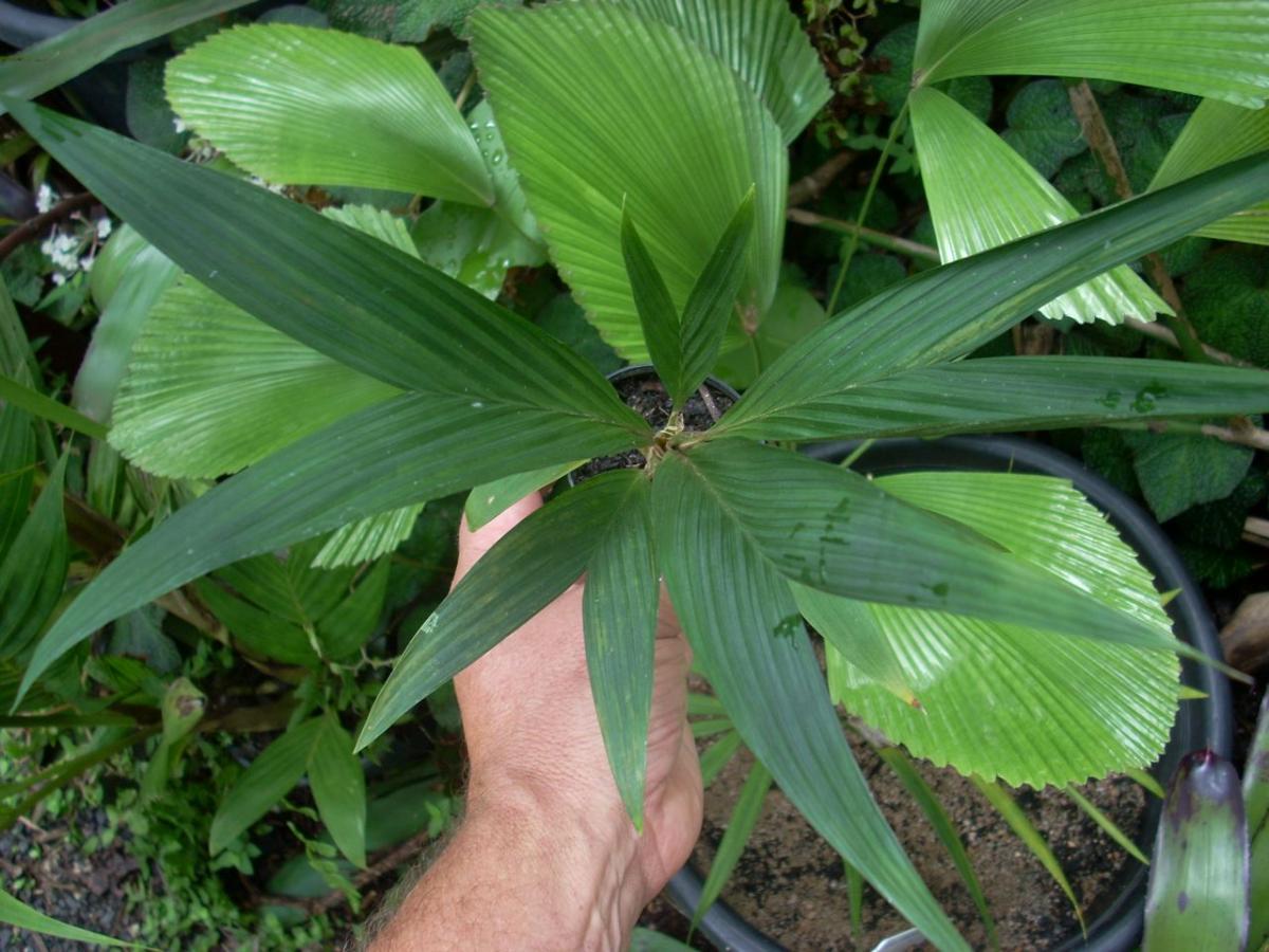 Geonoma atrovirens.. - DISCUSSING PALM TREES WORLDWIDE - PalmTalk