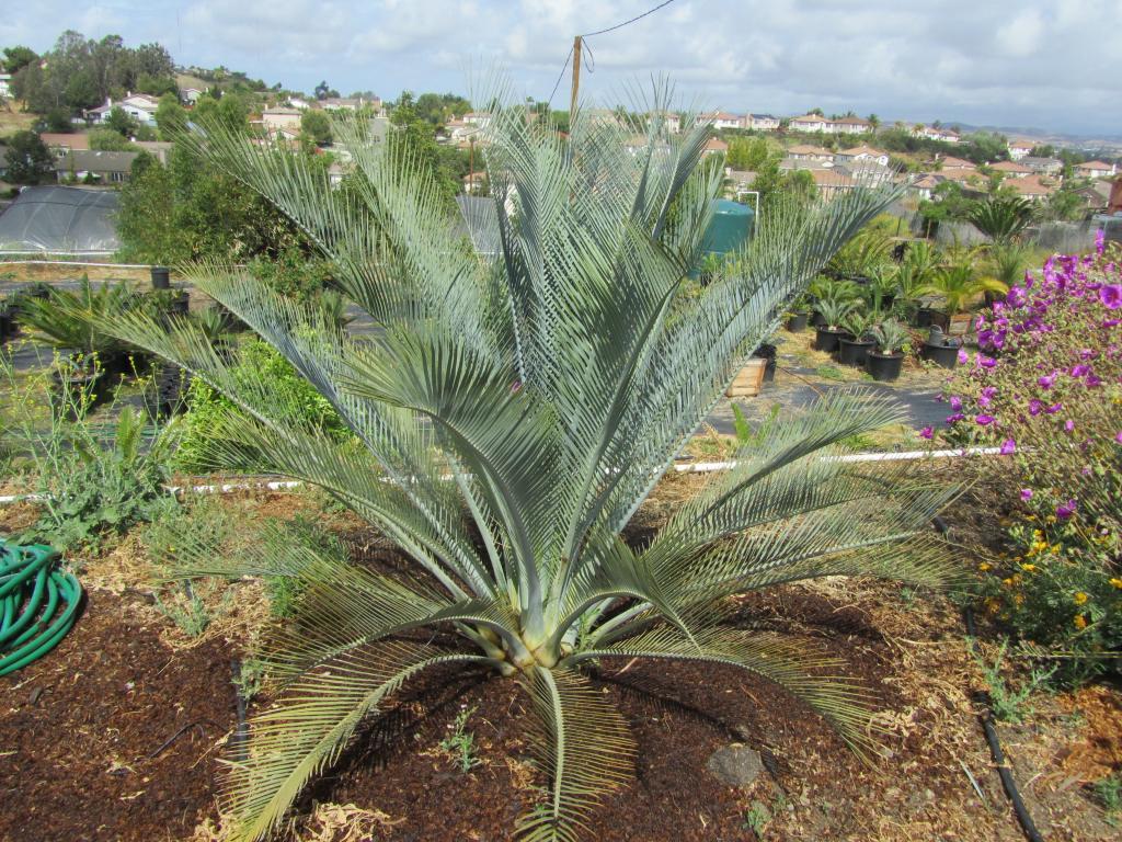 Palmzilla PRA- Braden De Jong palm /Cycad garden ! - DISCUSSING PALM ...