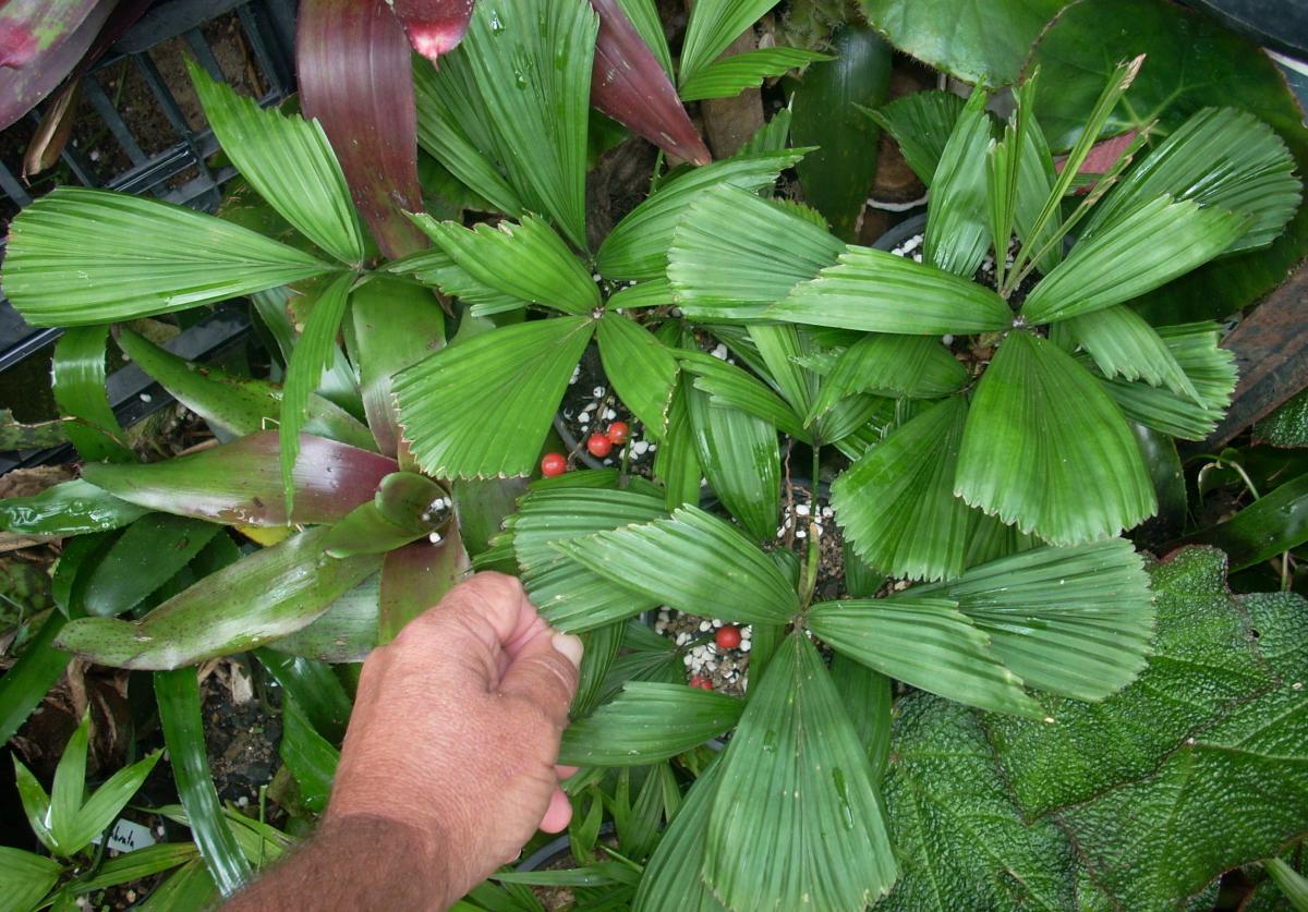 Dwarf Licuala Triphylla - DISCUSSING PALM TREES WORLDWIDE - PalmTalk
