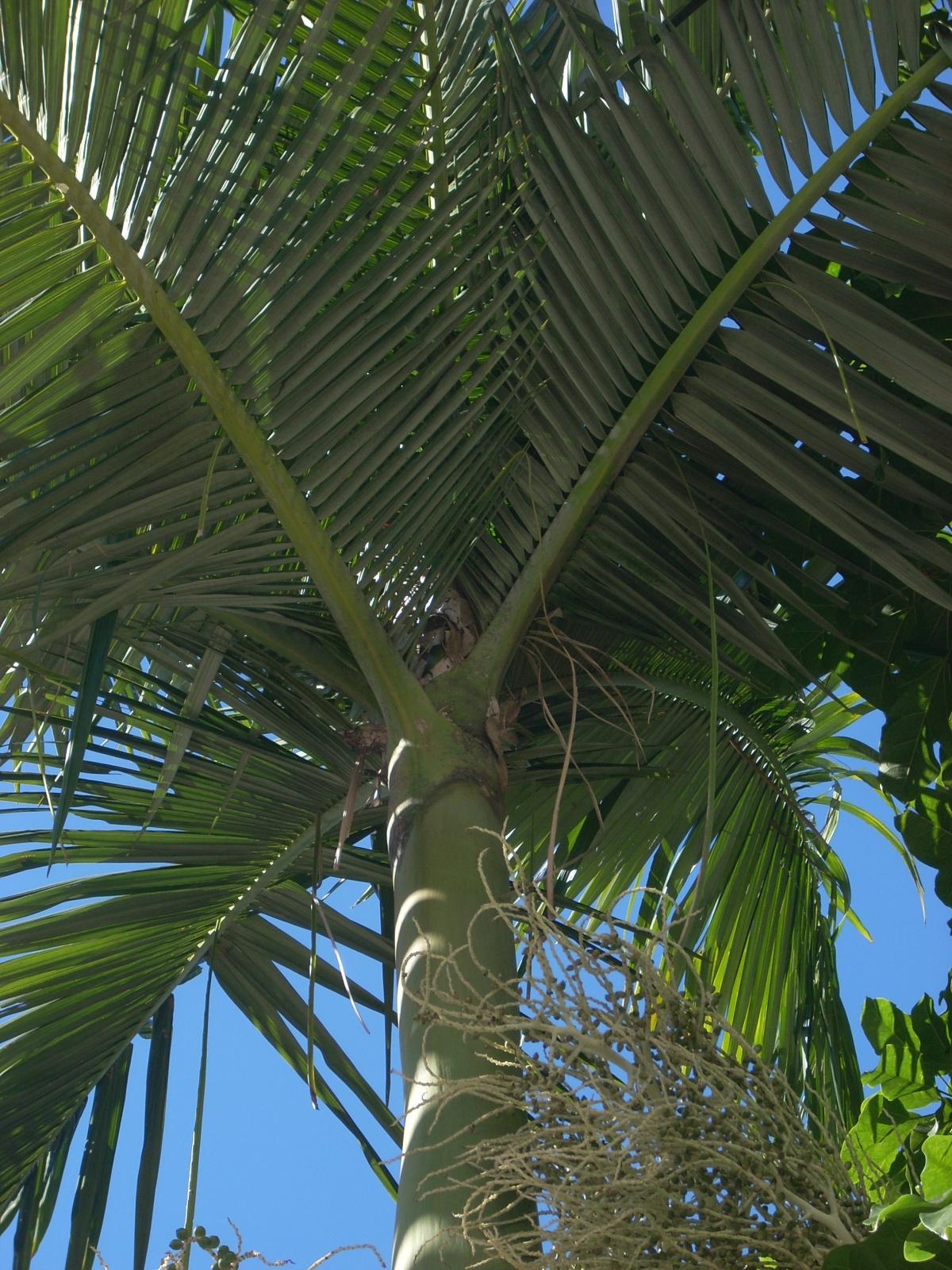 Archo with no petiole - DISCUSSING PALM TREES WORLDWIDE - PalmTalk