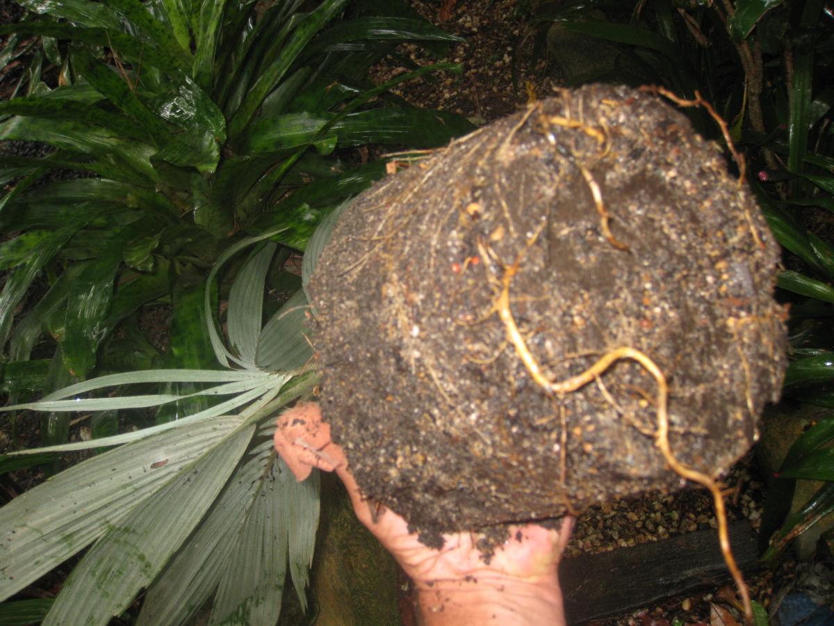 Ceroxylon dreams - shattered! - DISCUSSING PALM TREES WORLDWIDE - PalmTalk