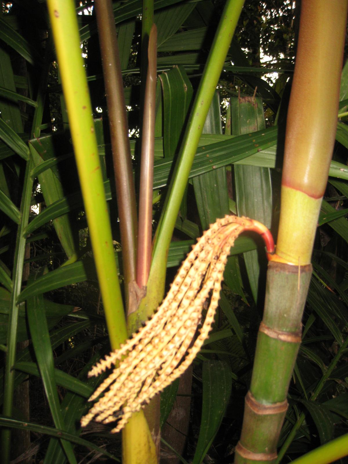 Palm Colors - DISCUSSING PALM TREES WORLDWIDE - PalmTalk