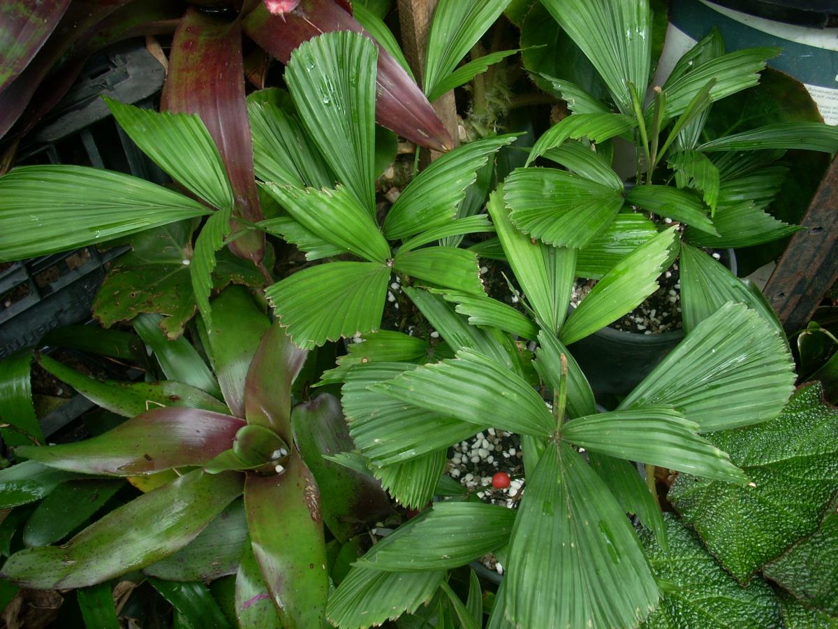 Dwarf Licuala Triphylla - DISCUSSING PALM TREES WORLDWIDE - PalmTalk