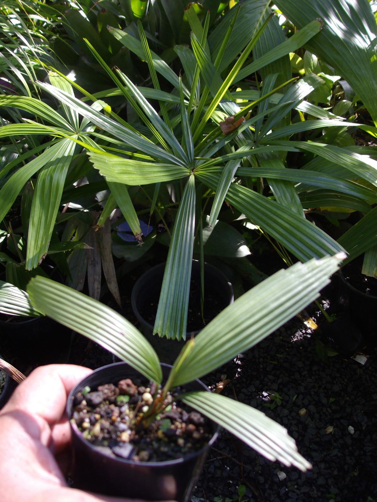 Mottled with Red New Leaf - DISCUSSING PALM TREES WORLDWIDE - PalmTalk