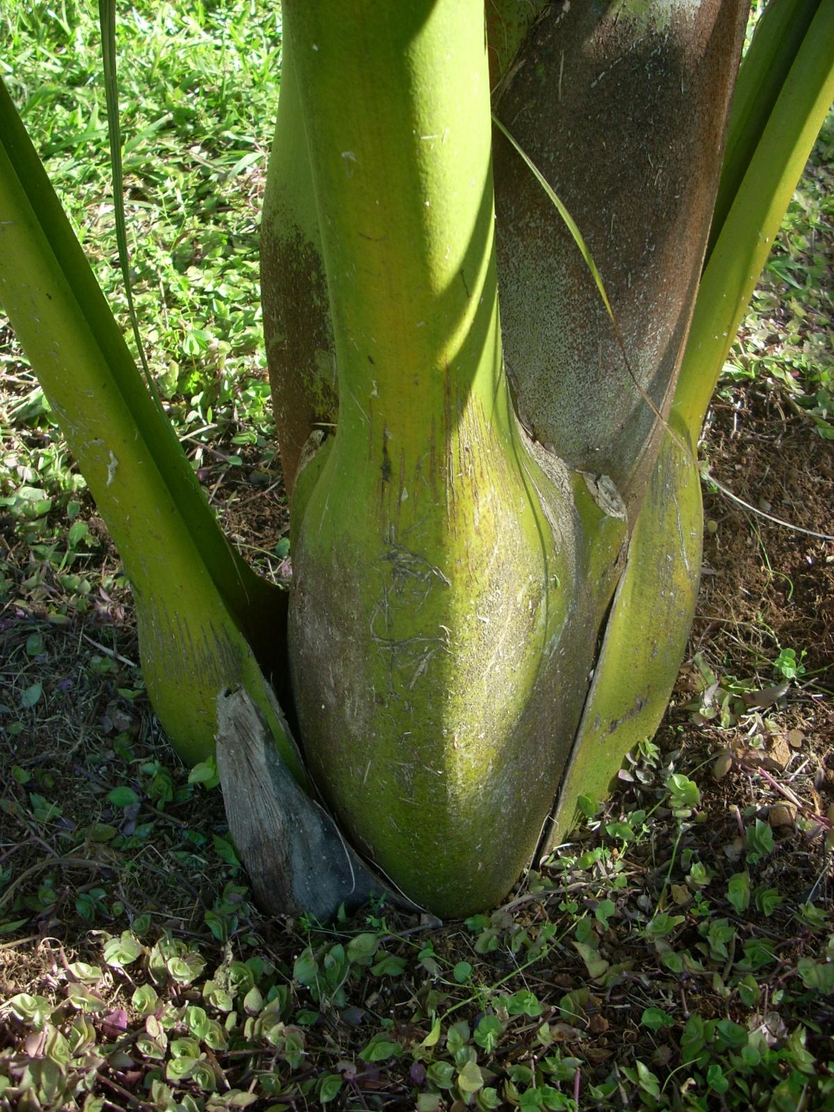 Is Canaliculata the Real Tokoravina ?? - DISCUSSING PALM TREES ...