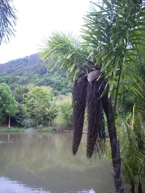 Wallichia Disticha - DISCUSSING PALM TREES WORLDWIDE - PalmTalk
