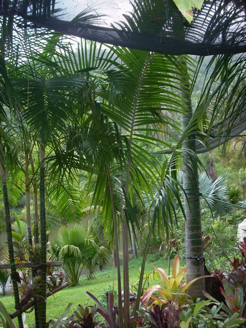 Ravenea Robustior - DISCUSSING PALM TREES WORLDWIDE - PalmTalk