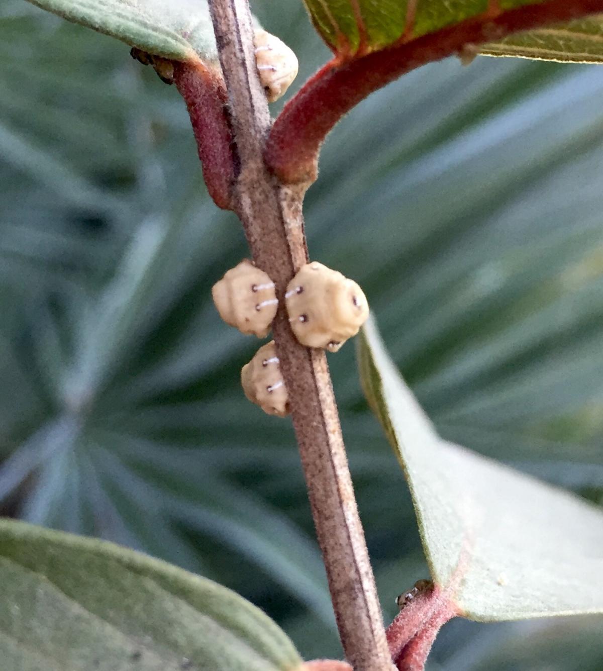 What kind of scale insect is this? - OHANA NUI - OFF TOPIC SUB-FORUM ...