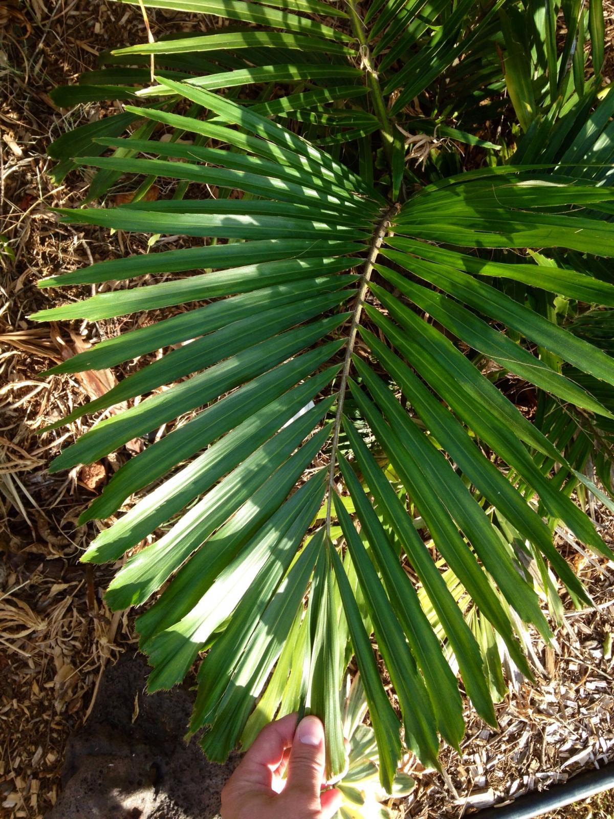 Another palm ID - DISCUSSING PALM TREES WORLDWIDE - PalmTalk