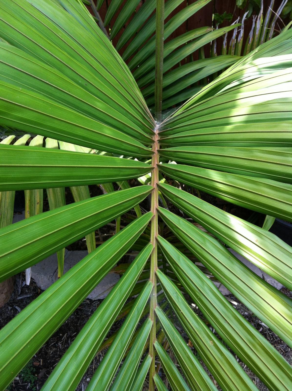 SoCal style PRA - DISCUSSING PALM TREES WORLDWIDE - PalmTalk