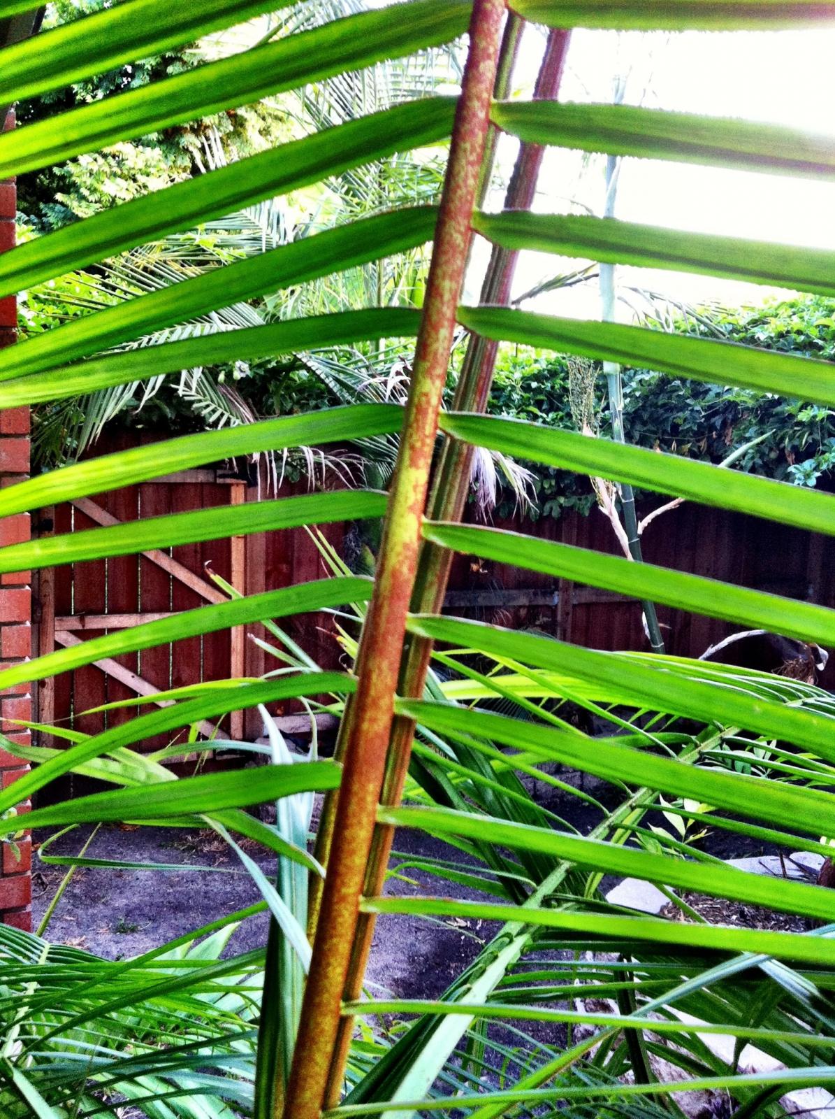 Post your complex! - DISCUSSING PALM TREES WORLDWIDE - PalmTalk