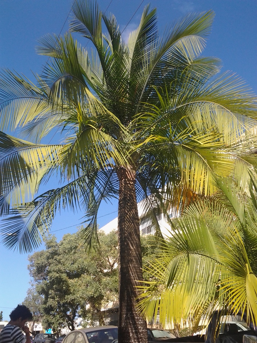 Ravenea krockiana,R. lakatra,R. rivularis and others... - DISCUSSING ...