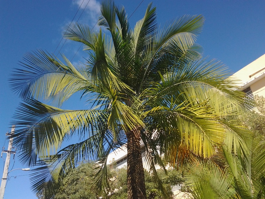 Ravenea krockiana,R. lakatra,R. rivularis and others... - DISCUSSING ...