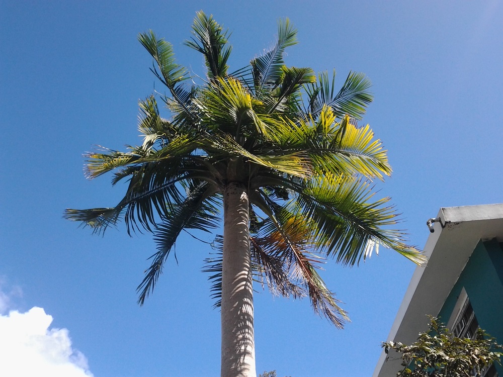 Ravenea krockiana,R. lakatra,R. rivularis and others... - DISCUSSING ...