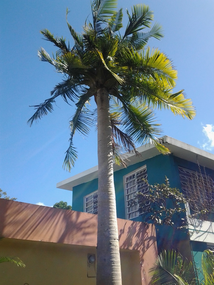 Ravenea krockiana,R. lakatra,R. rivularis and others... - DISCUSSING ...