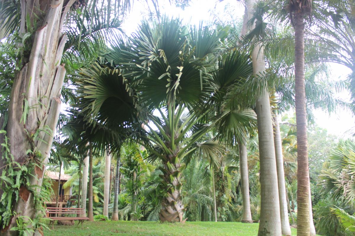 PALM PHOTO THREAD - - DISCUSSING PALM TREES WORLDWIDE - PalmTalk