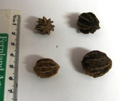 New sp of licuala - DISCUSSING PALM TREES WORLDWIDE - PalmTalk