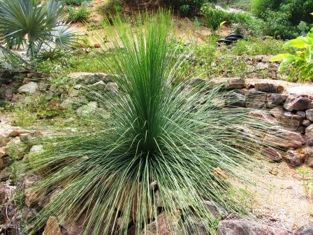 Blue grass trees - TROPICAL LOOKING PLANTS - Other Than Palms - PalmTalk