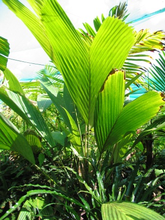 Salacca magnifica - DISCUSSING PALM TREES WORLDWIDE - PalmTalk