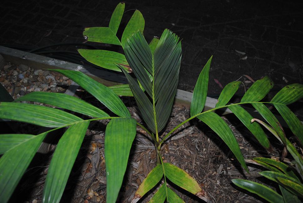 Pinanga sarawakensis - DISCUSSING PALM TREES WORLDWIDE - PalmTalk