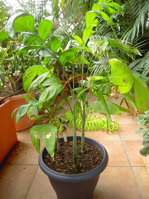 male or female - DISCUSSING PALM TREES WORLDWIDE - PalmTalk