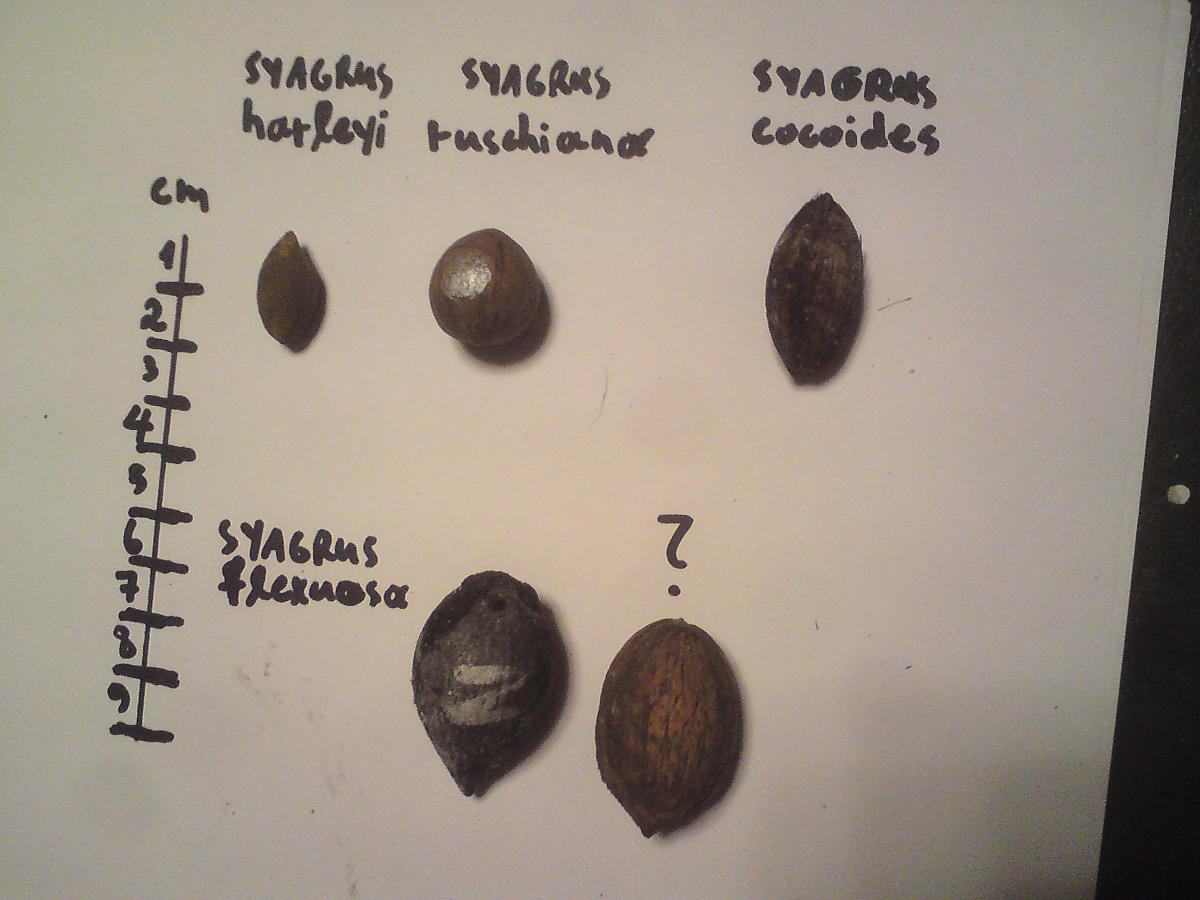 My Syagrus seed-collection - DISCUSSING PALM TREES WORLDWIDE - PalmTalk