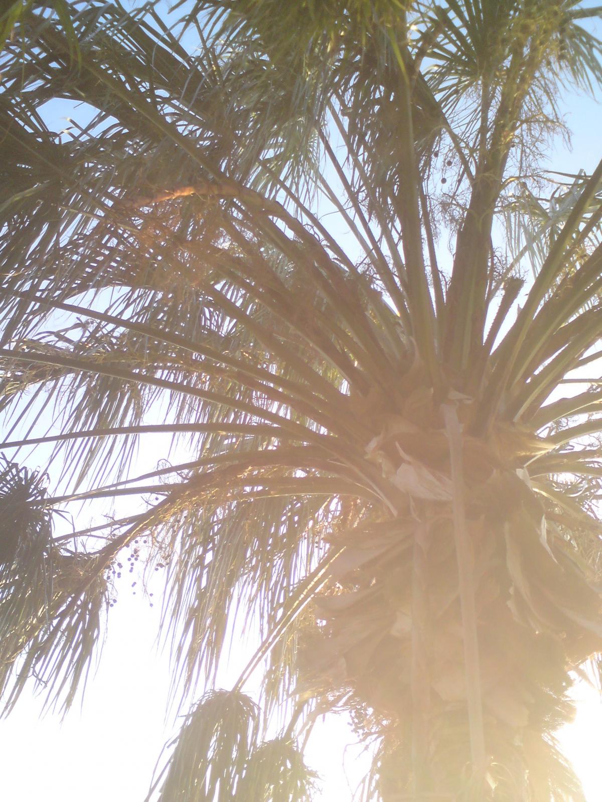 Queen Palm collapsed & died - HELP! - DISCUSSING PALM TREES WORLDWIDE ...