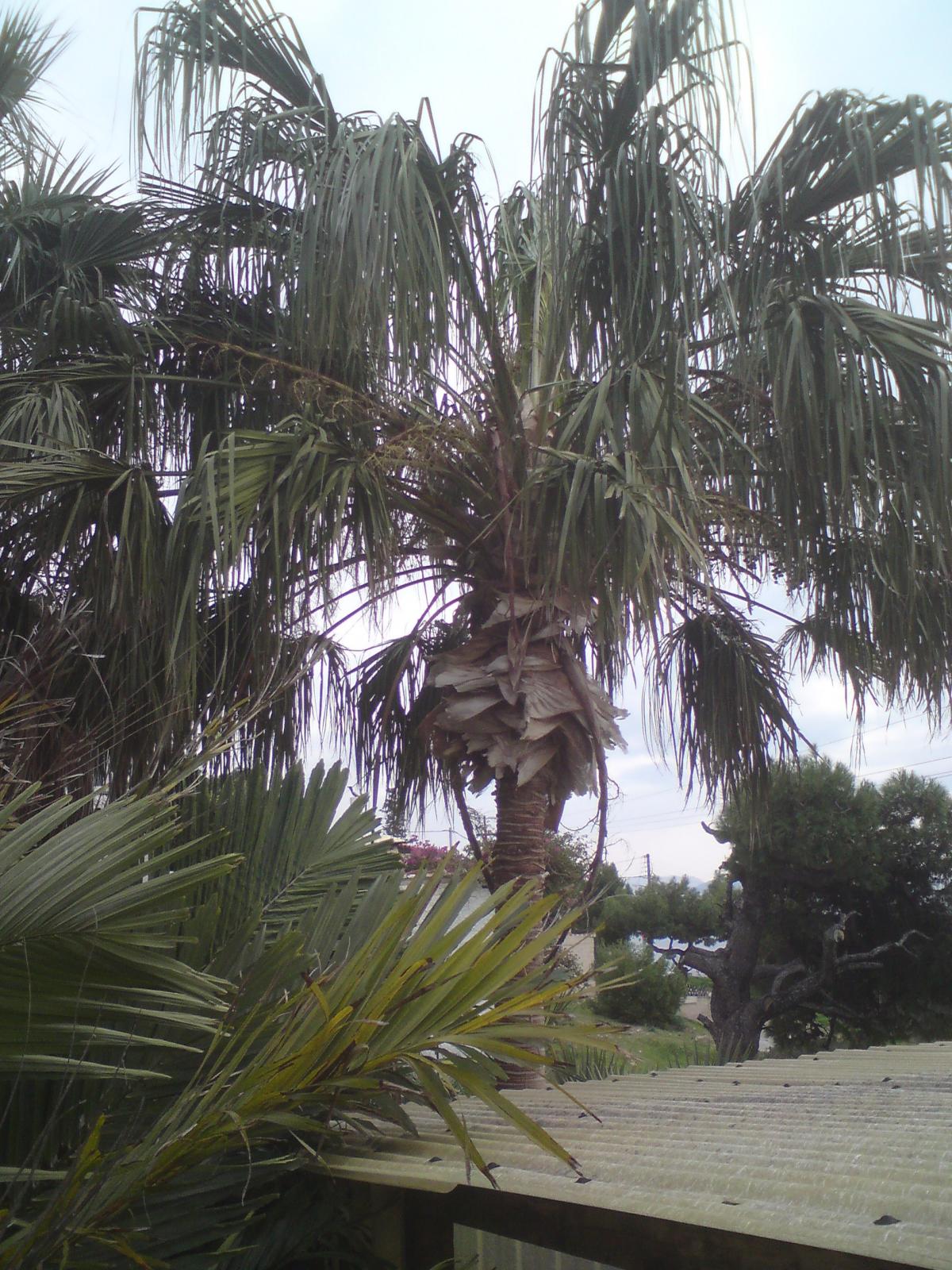 Queen Palm collapsed & died - HELP! - DISCUSSING PALM TREES WORLDWIDE ...