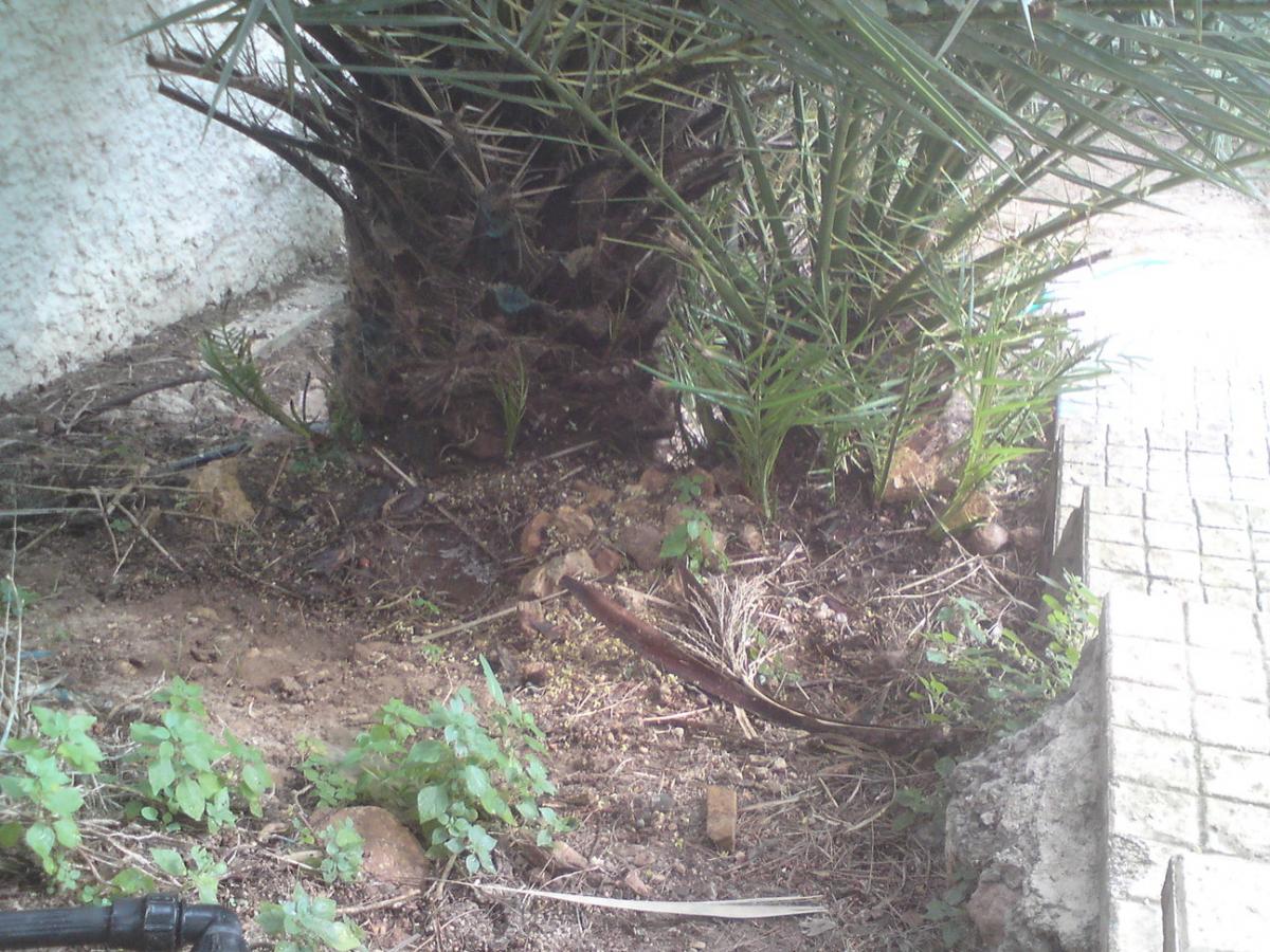 Distinct Phoenix theophrastii variety or cultivar or just another ...