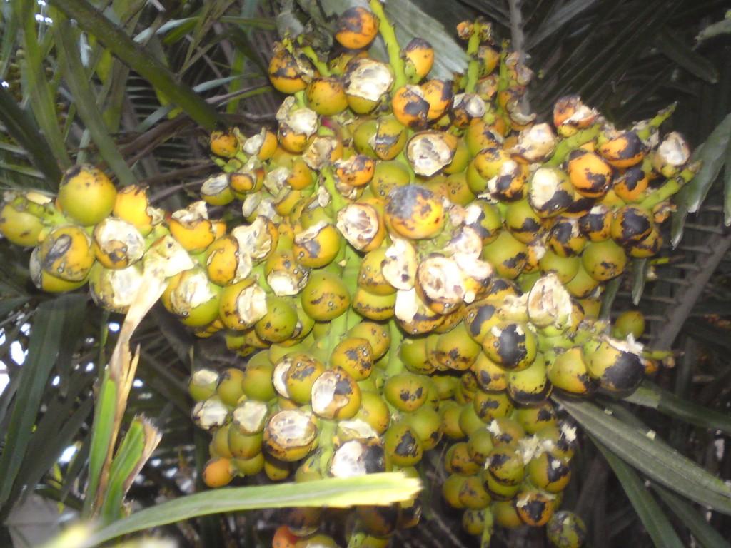 Arenga Engleri in BLooM! - DISCUSSING PALM TREES WORLDWIDE - PalmTalk