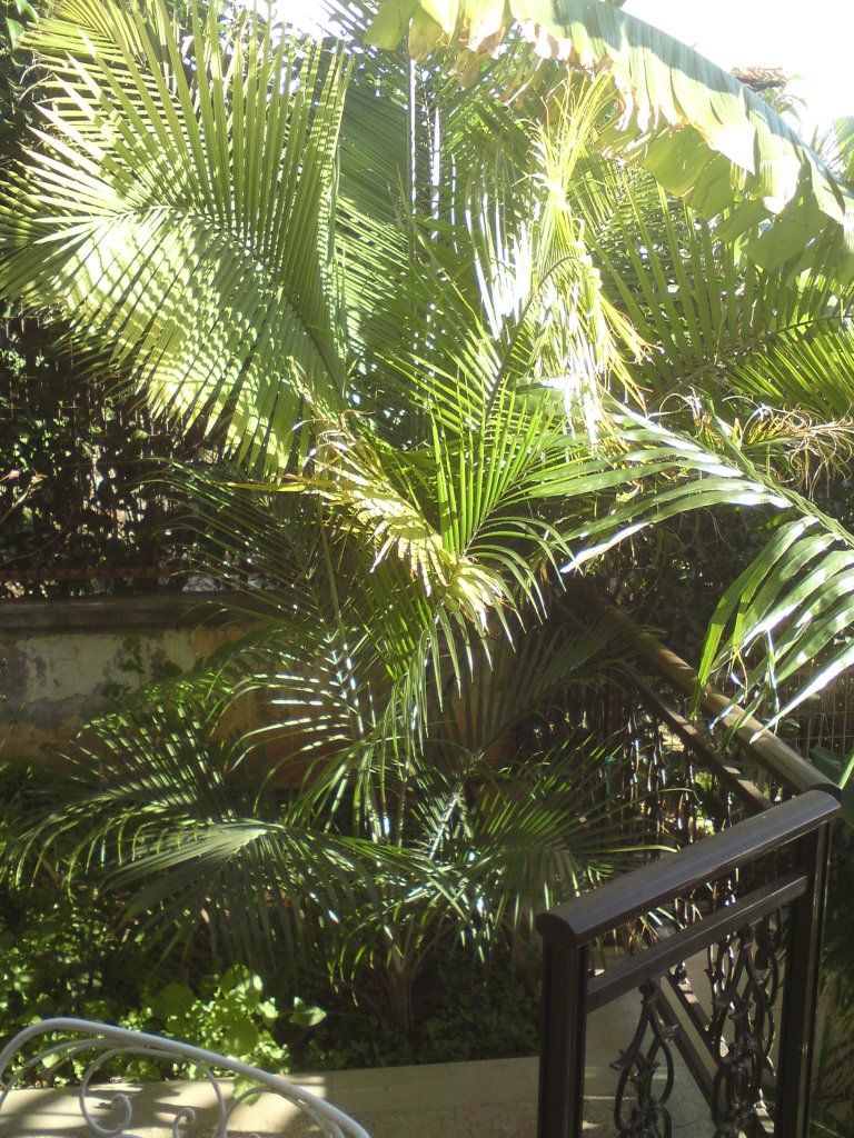 Ravenea krockiana,R. lakatra,R. rivularis and others... - DISCUSSING ...