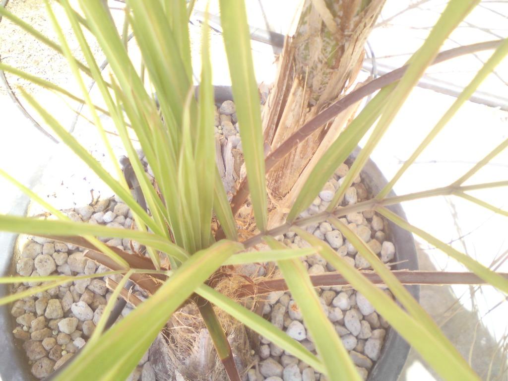 Id of a cocosoid young palm - DISCUSSING PALM TREES WORLDWIDE - PalmTalk