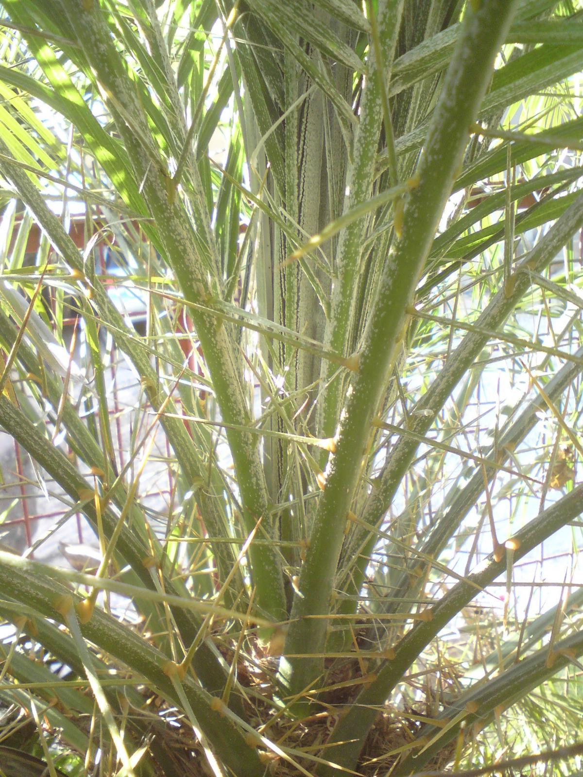 White tomentum on leaf rachis and petiole on SE asian Phoenix spss ...
