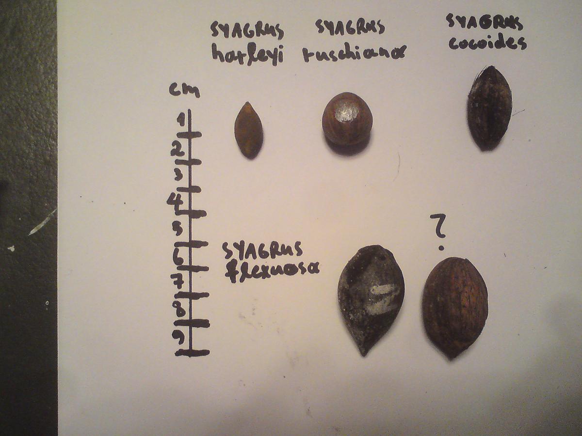 My Syagrus seed-collection - DISCUSSING PALM TREES WORLDWIDE - PalmTalk