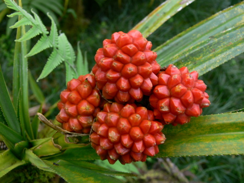 Unknown Pandanus - TROPICAL LOOKING PLANTS - Other Than Palms - PalmTalk