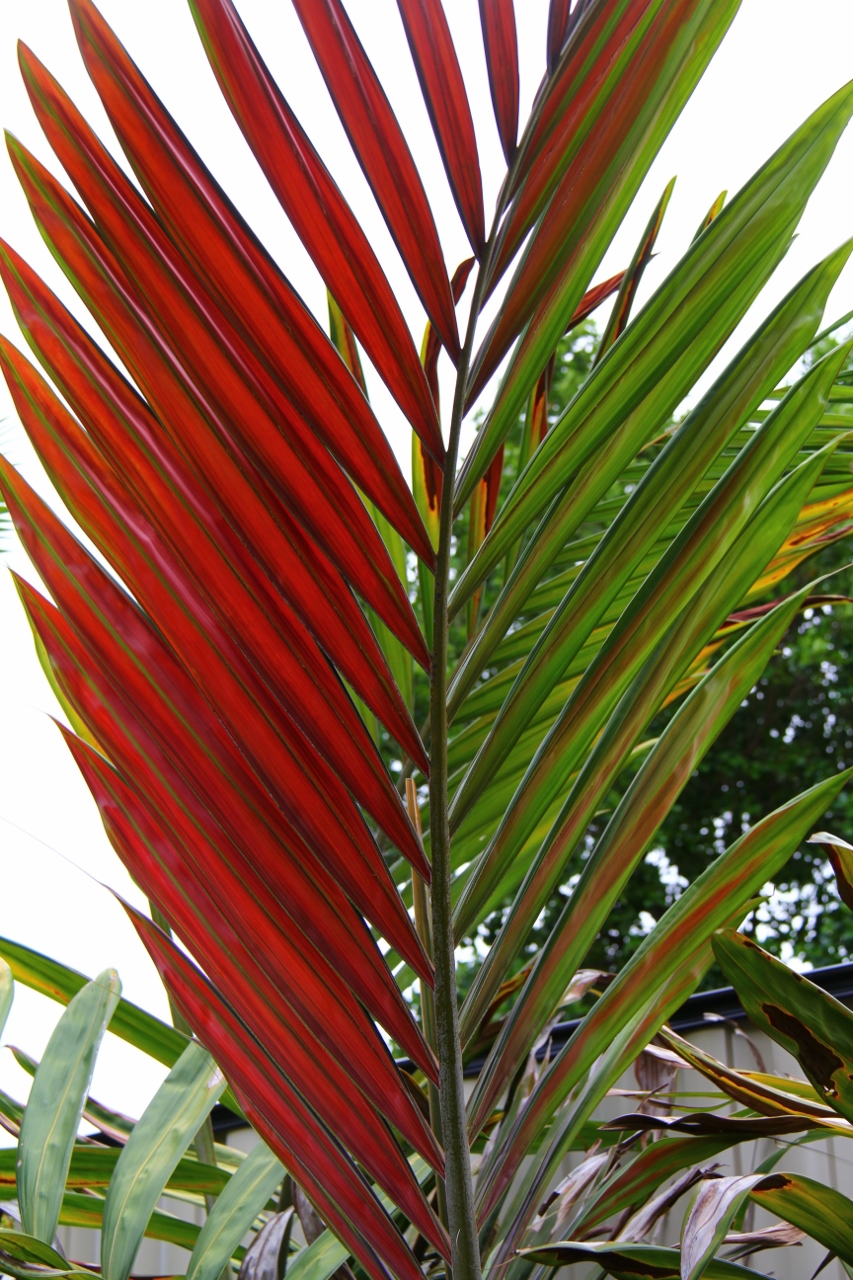 Half red Half green - DISCUSSING PALM TREES WORLDWIDE - PalmTalk