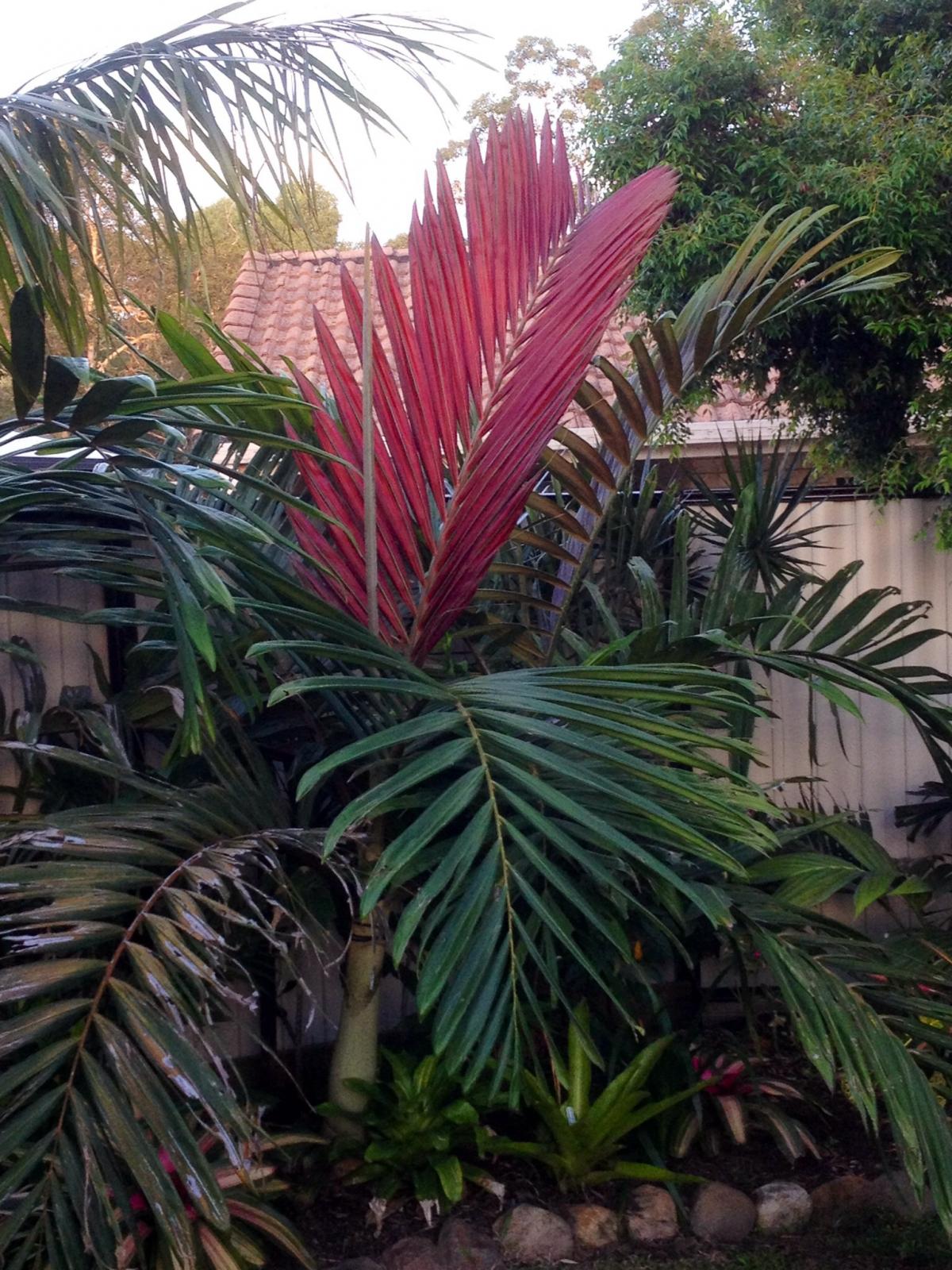 Garden Palms - DISCUSSING PALM TREES WORLDWIDE - PalmTalk