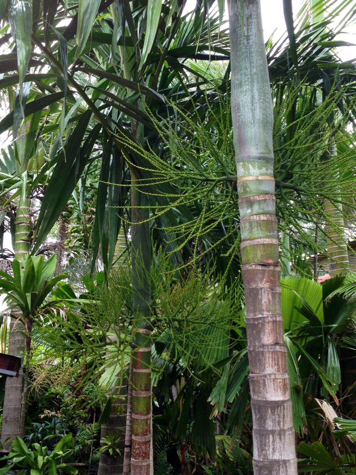 Flowering palm pics - DISCUSSING PALM TREES WORLDWIDE - PalmTalk