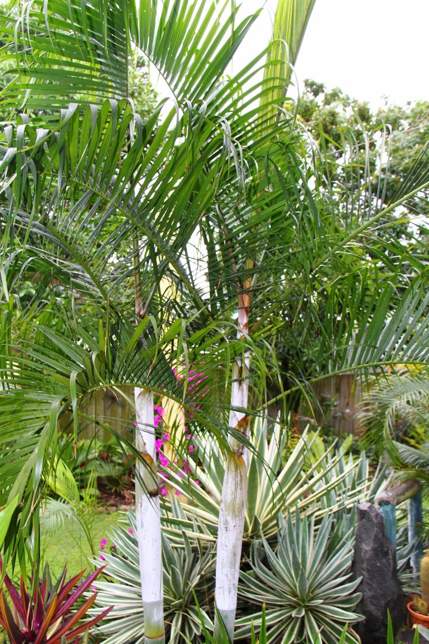 clumping Dypsis perfection - DISCUSSING PALM TREES WORLDWIDE - PalmTalk