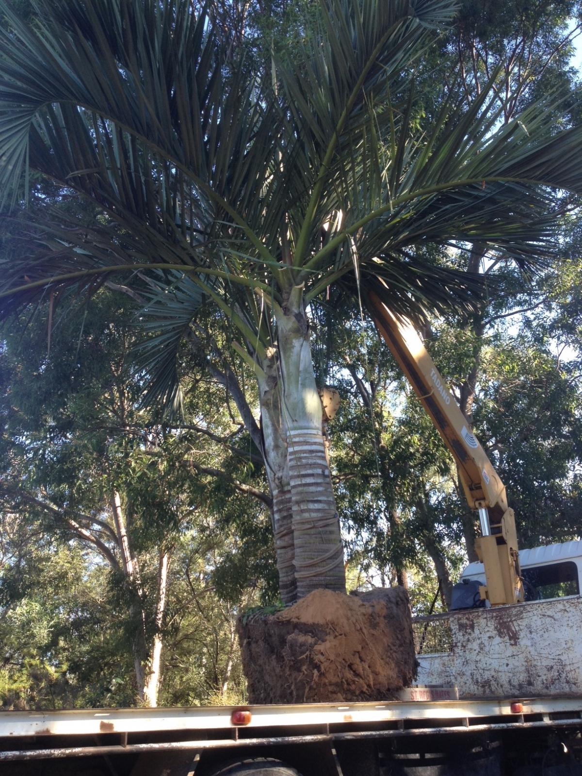 Wollongong Botanical Gardens Palm Collection - DISCUSSING PALM TREES ...
