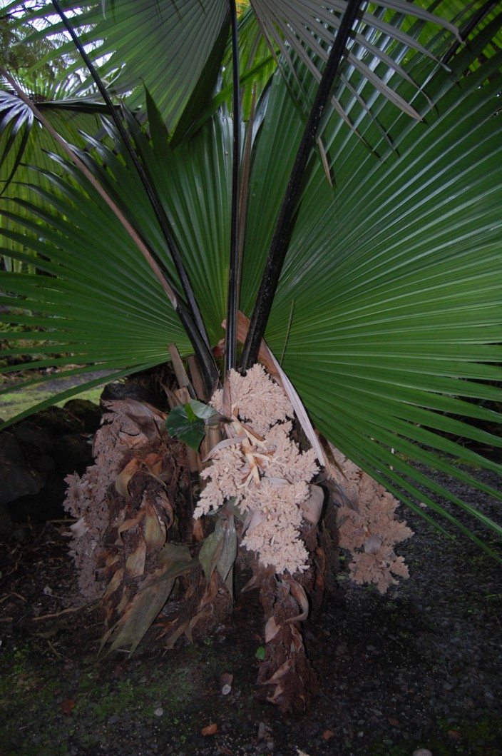 Walking our Leilani Garden - DISCUSSING PALM TREES WORLDWIDE - PalmTalk