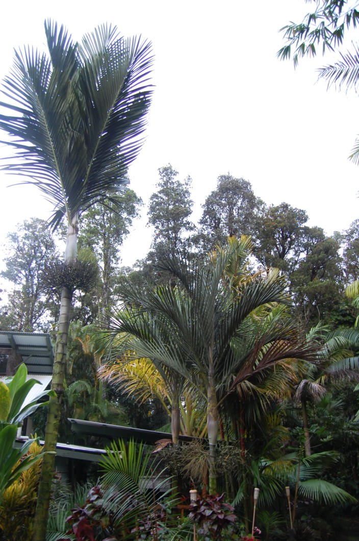 Walking our Leilani Garden - DISCUSSING PALM TREES WORLDWIDE - PalmTalk